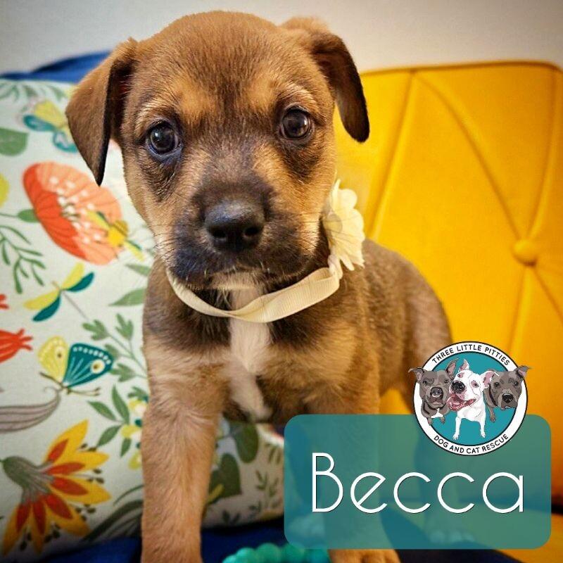Dog for adoption - Becca Snugglecakes, a Pit Bull Terrier & Labrador ...