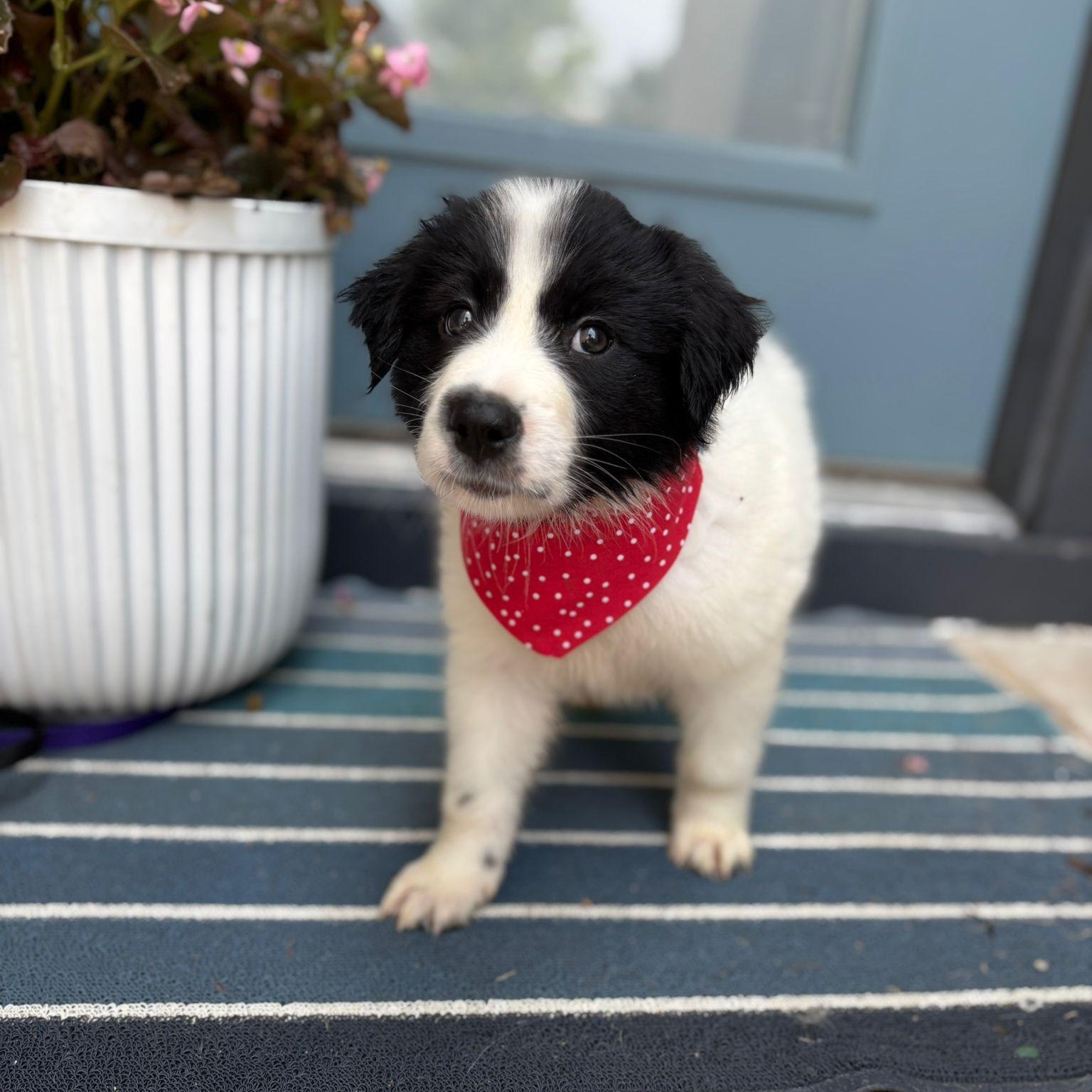 Dog for adoption - Rue, a Border Collie Mix in Syracuse, NY | Petfinder