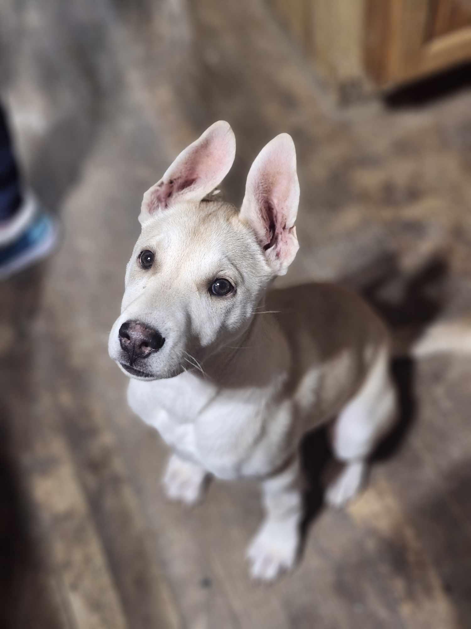 Dog for adoption - Natalie, a German Shepherd Dog & Siberian Husky Mix ...