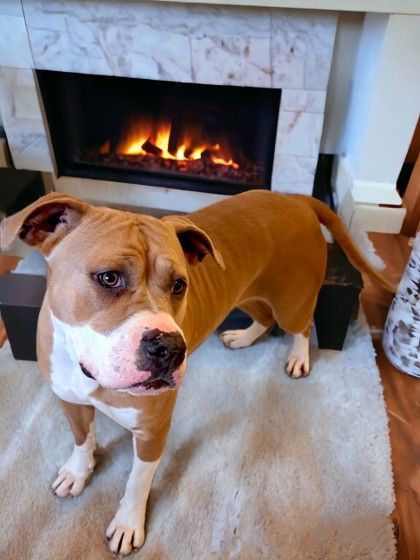Dog for adoption - Nut Meg , an American Bulldog Mix in Wooster, OH ...
