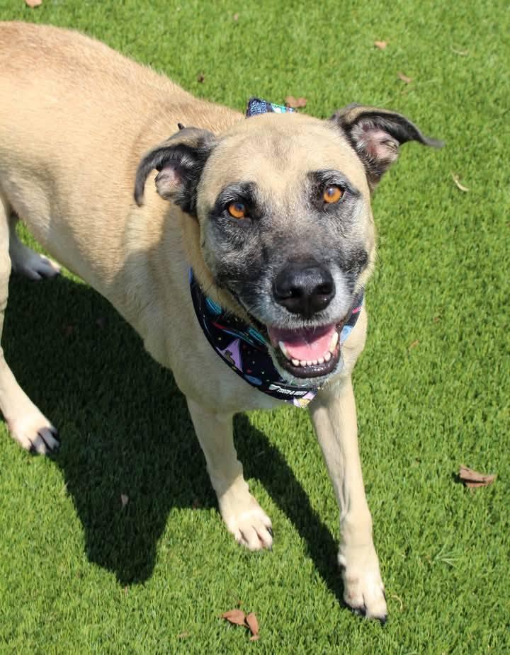 Dog for adoption - Hunter, a Black Mouth Cur Mix in Milton, FL | Petfinder