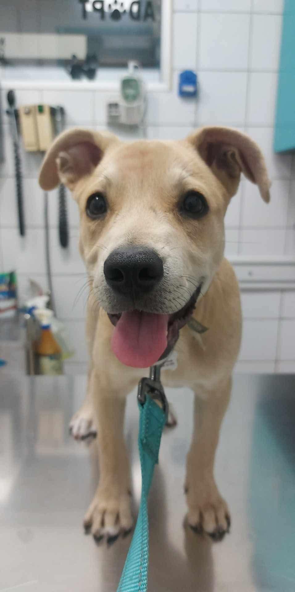 Dog for adoption - Kikita, a Mixed Breed in Puyallup, WA | Petfinder