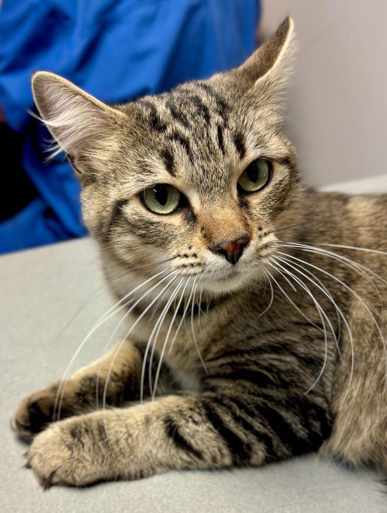 Cat for adoption - Smooch, a Domestic Short Hair in Claremont, NH | Petfinder