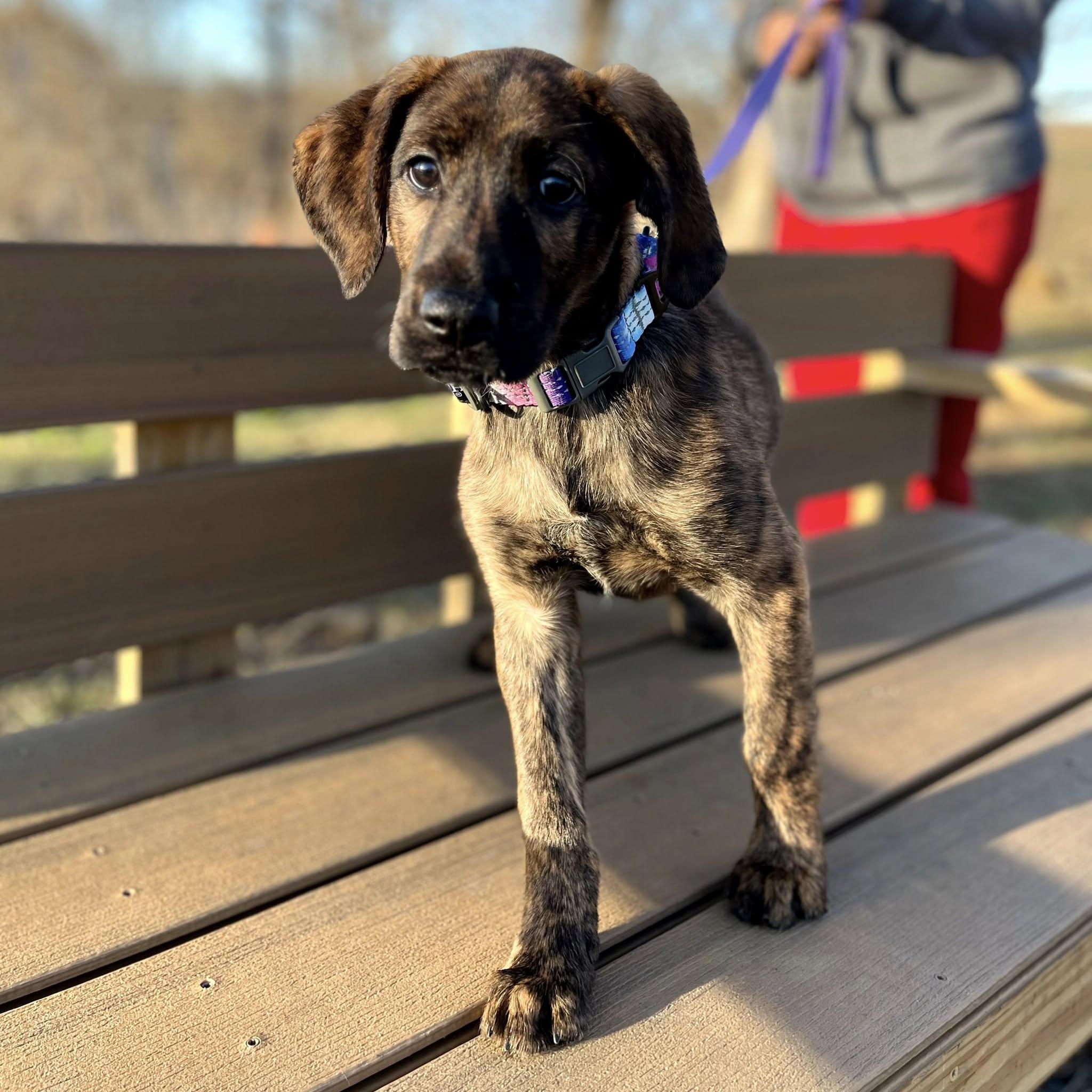 Dog for adoption - Topaz, a Coonhound & Plott Hound Mix in Whitehall ...