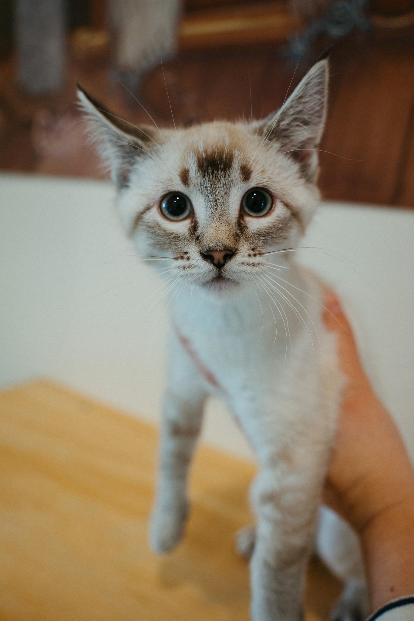 English Muffin - Animal Adoption Center