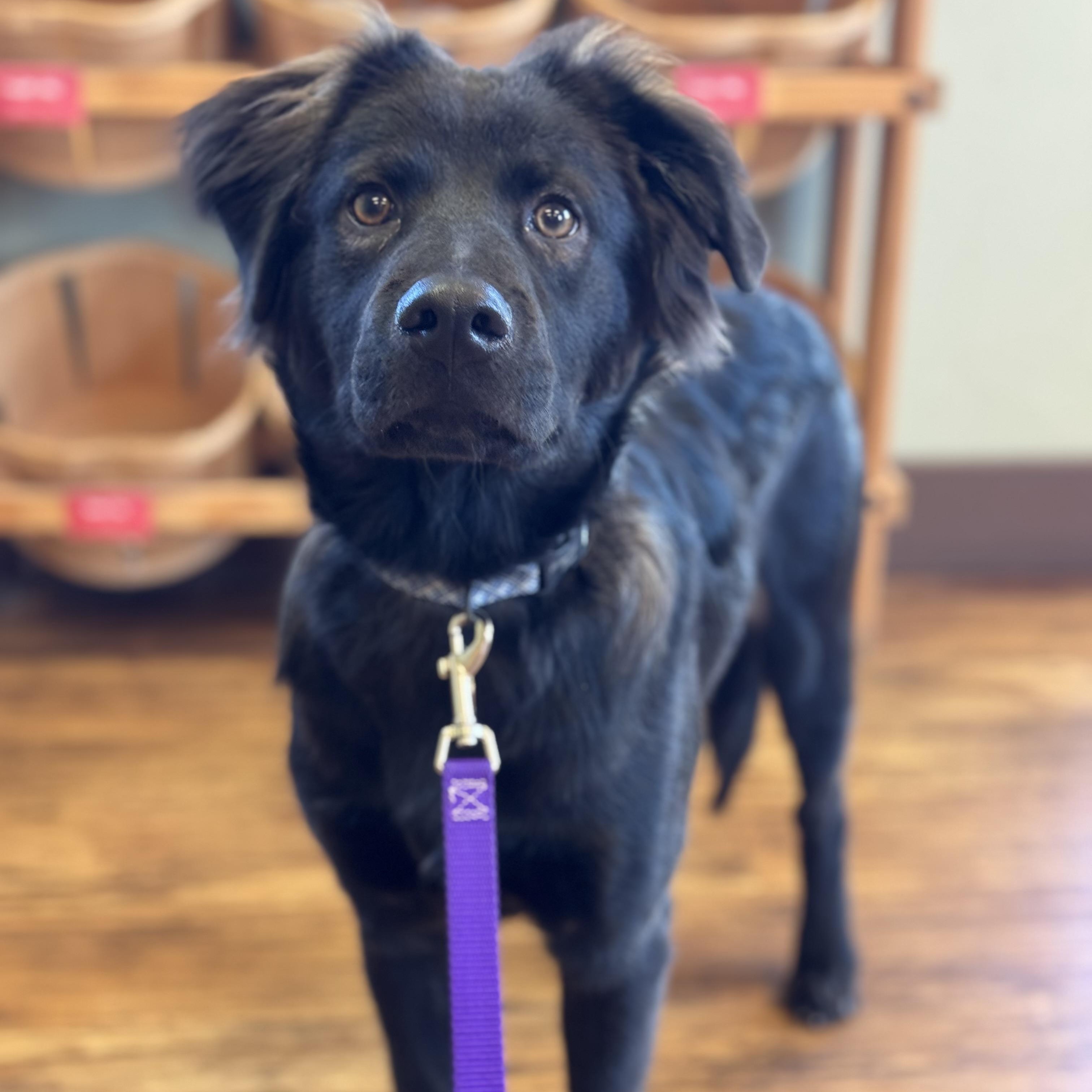 Dog for adoption - Kelpie, a Flat-Coated Retriever & Border Collie Mix ...