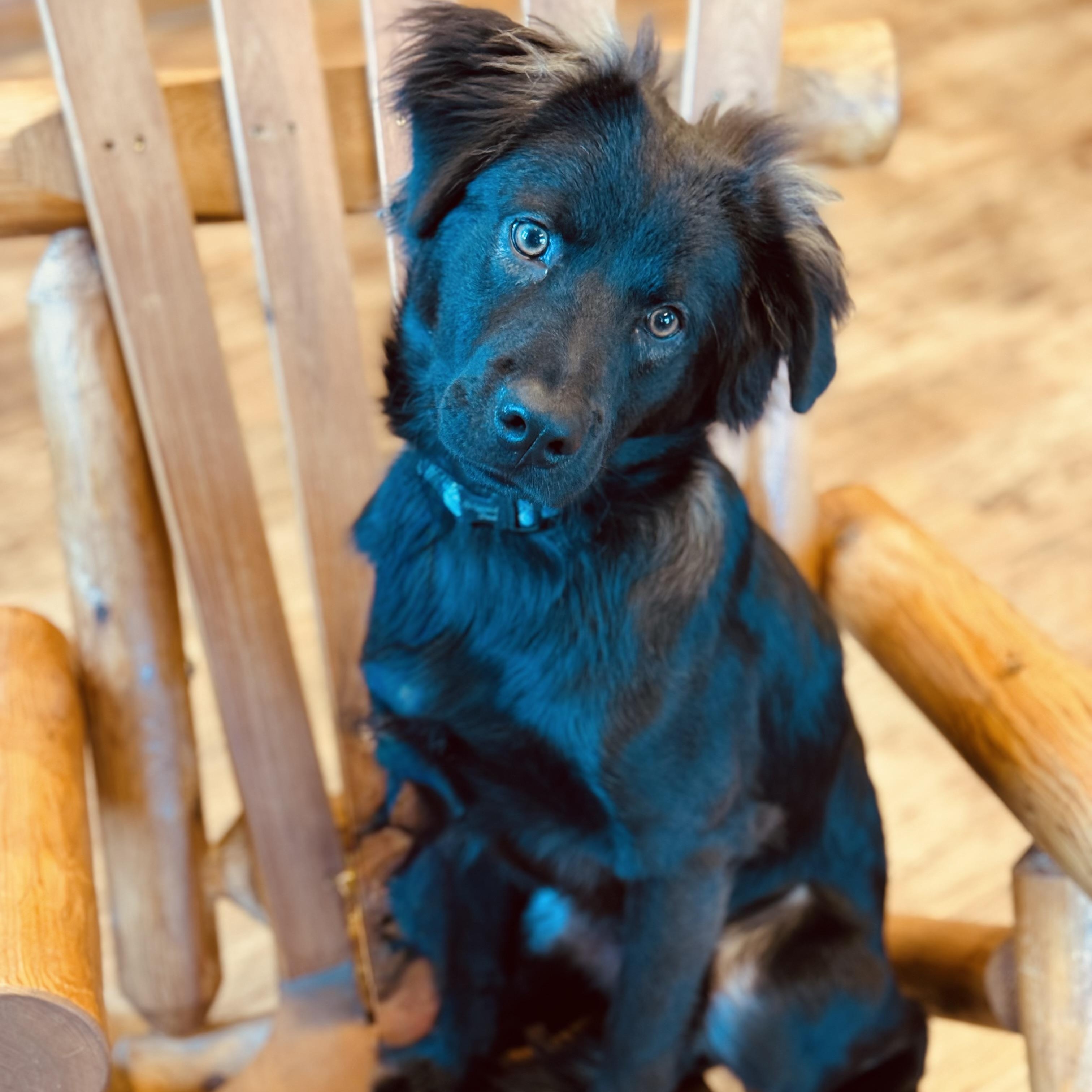 Dog for adoption - Kelpie, a Flat-Coated Retriever & Border Collie Mix ...