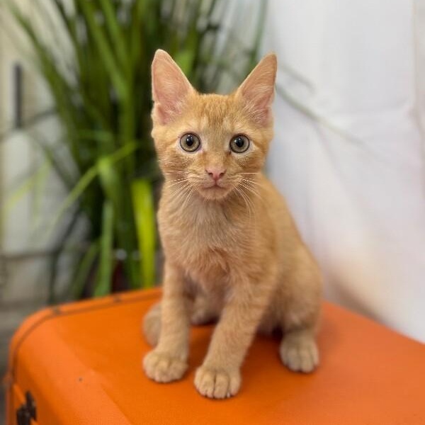 Cat for adoption - Mikey Courtney, a Domestic Short Hair & Tabby Mix in ...