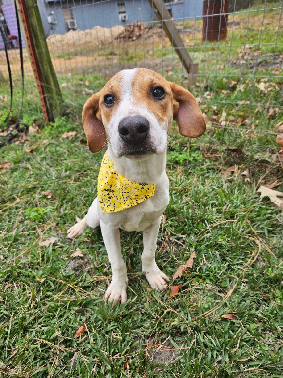 Dog for adoption - Vern Come Meet Me, a Beagle & Terrier Mix in ...
