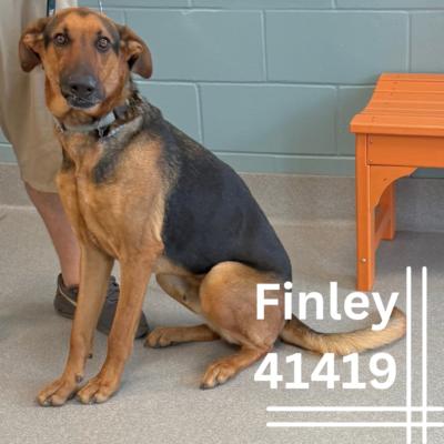 Dog for adoption - Finley, a German Shepherd Dog & Hound Mix in ...