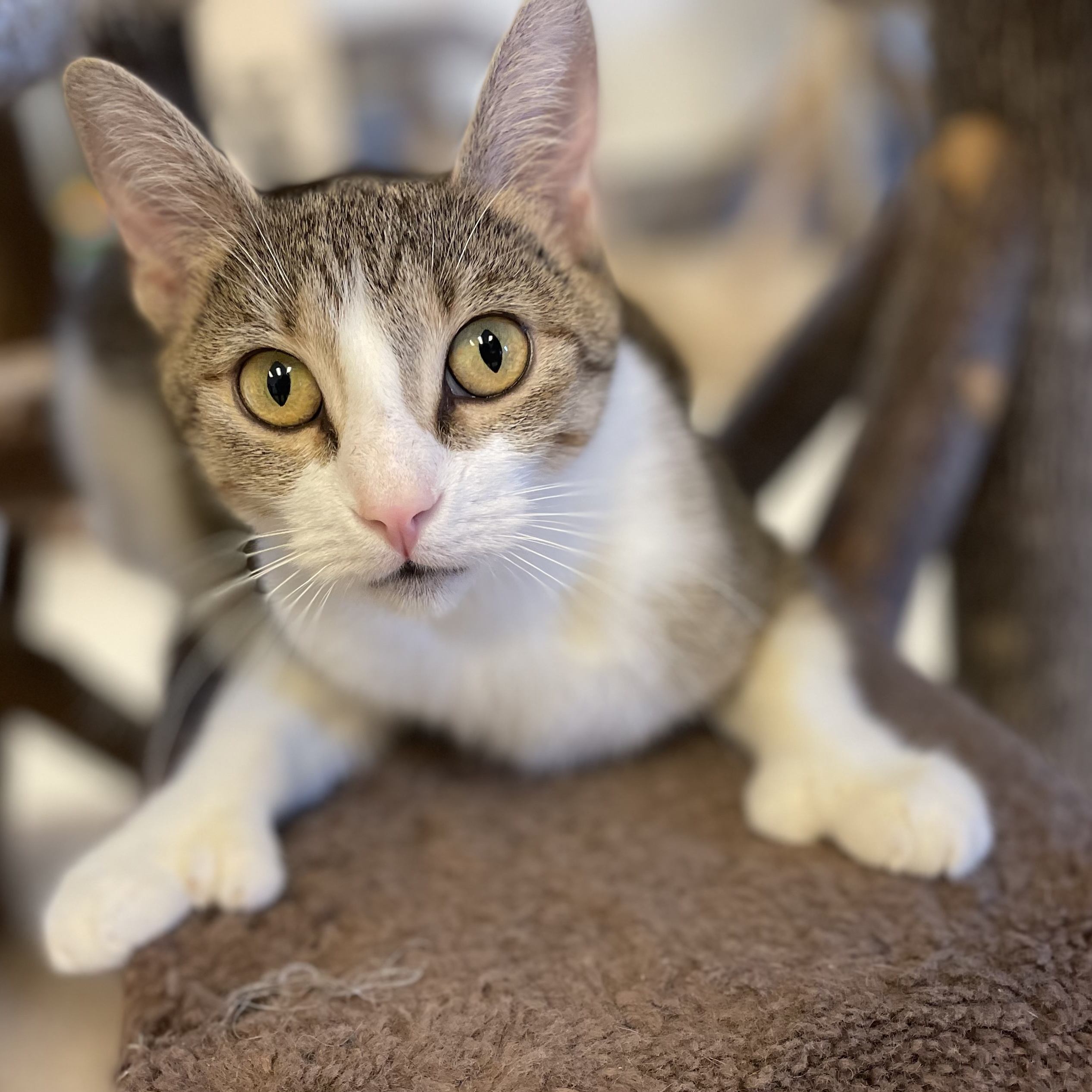 Cat for adoption - Sidney (Polydactyl), an Extra-Toes Cat / Hemingway ...