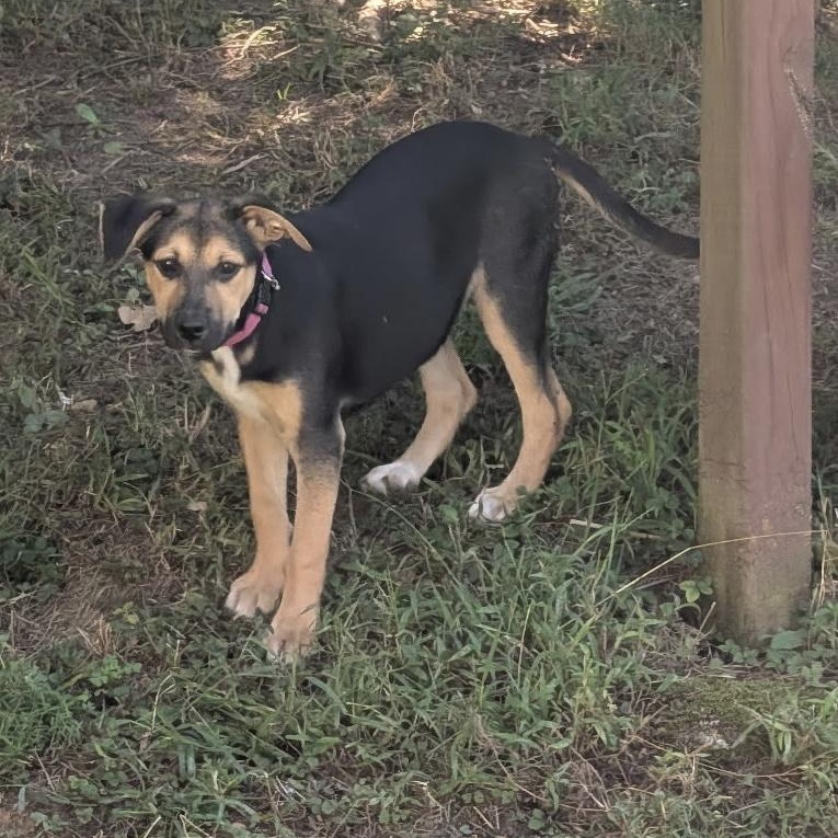 Dog for adoption - Darla Splash ~ Local Girl, a Shepherd Mix in Andover ...