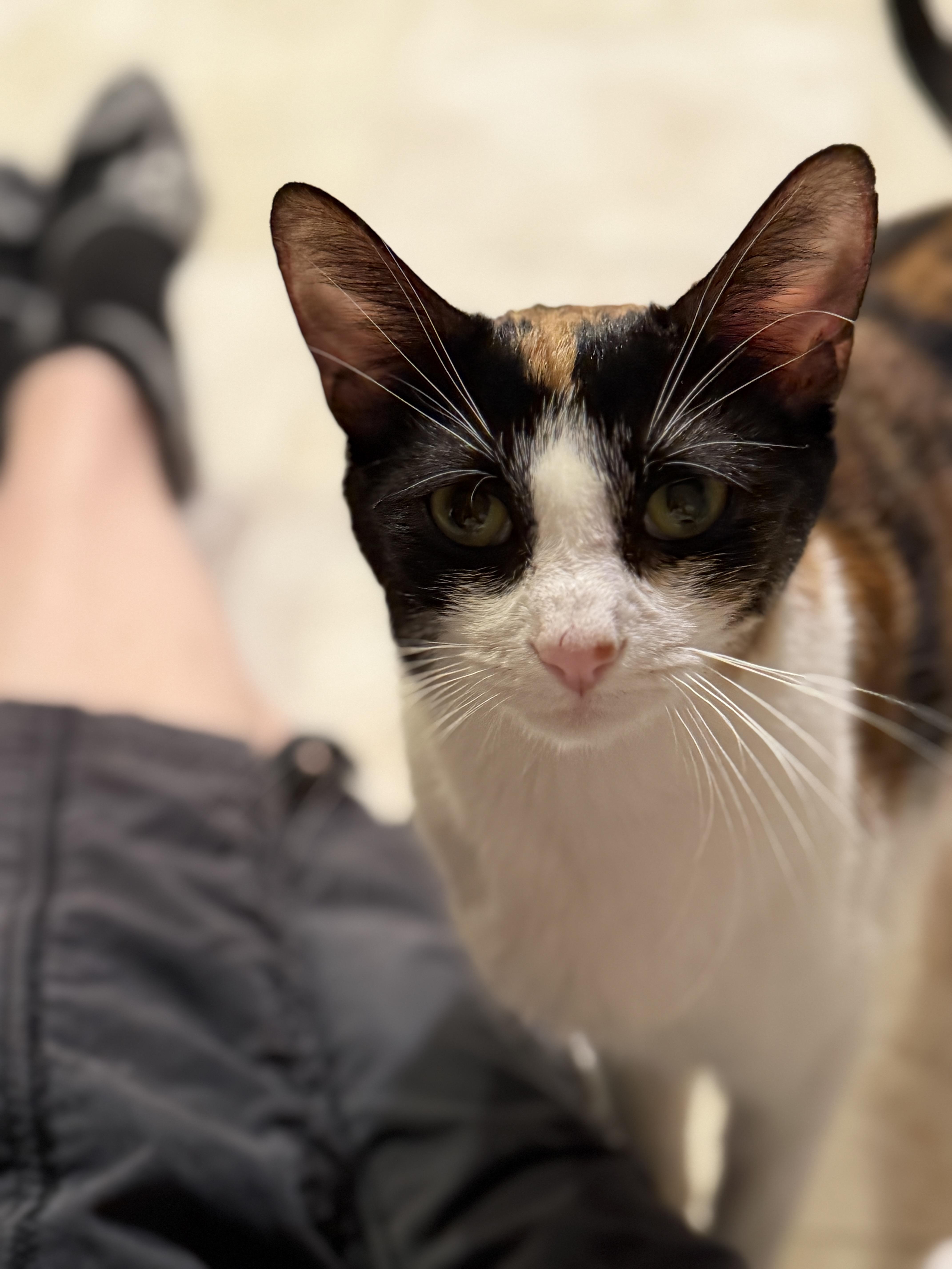 Cat for adoption - Miette, a Calico & Domestic Short Hair Mix in Canton ...