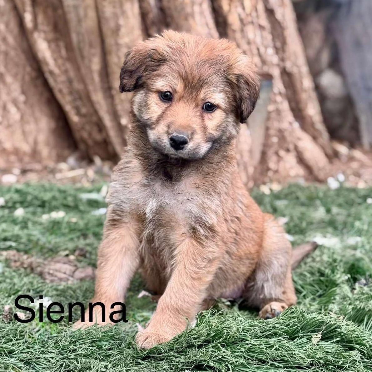 Dog for adoption - Sienna, a Shepherd Mix in White River Junction, VT ...