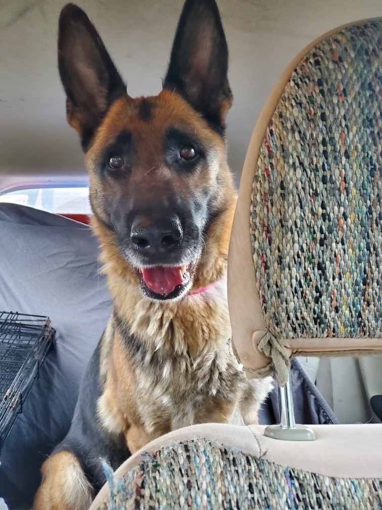Available Dogs | German Shepherd Rescue, Inc.