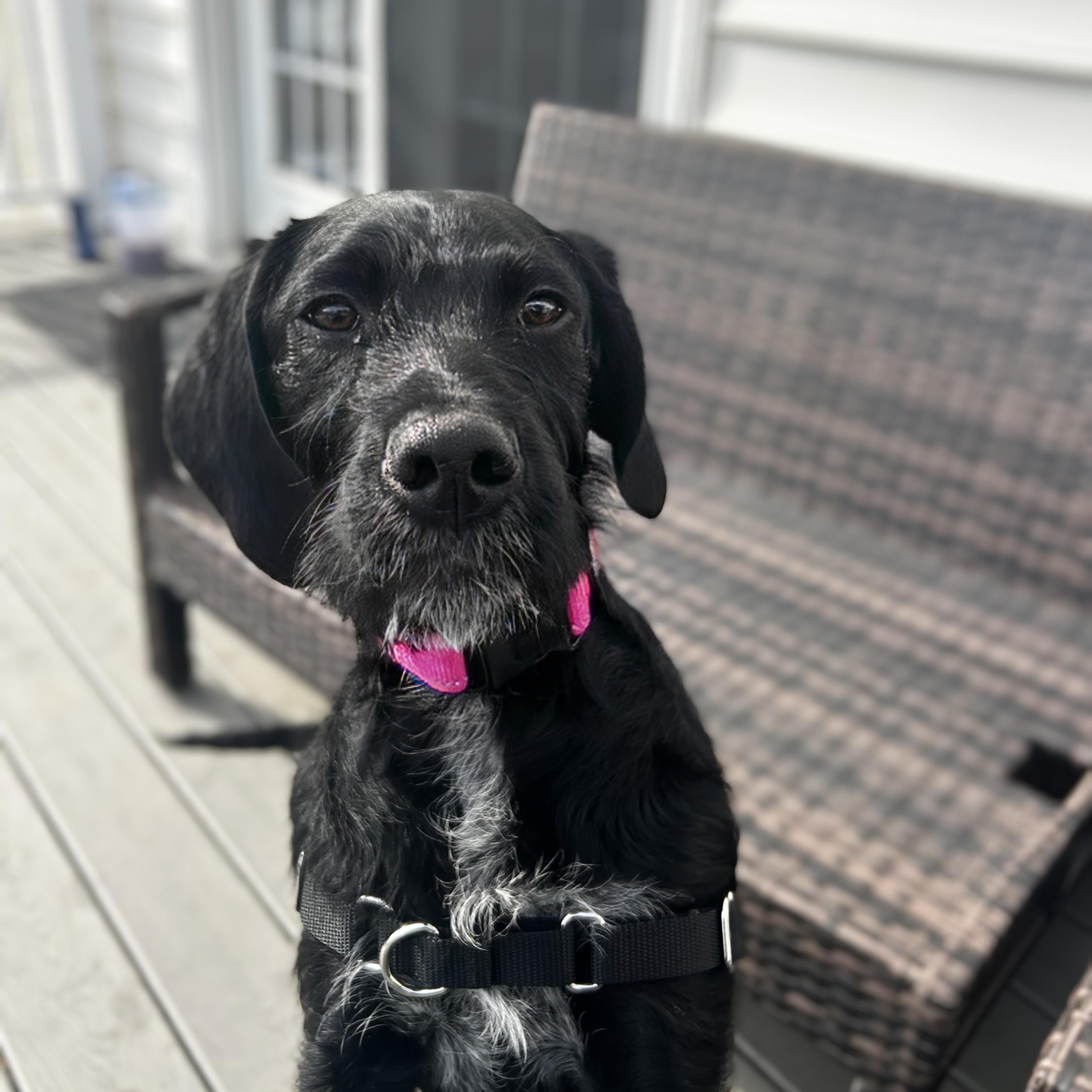 Dog for adoption - Blueberry, a Schnauzer & Labrador Retriever Mix in ...