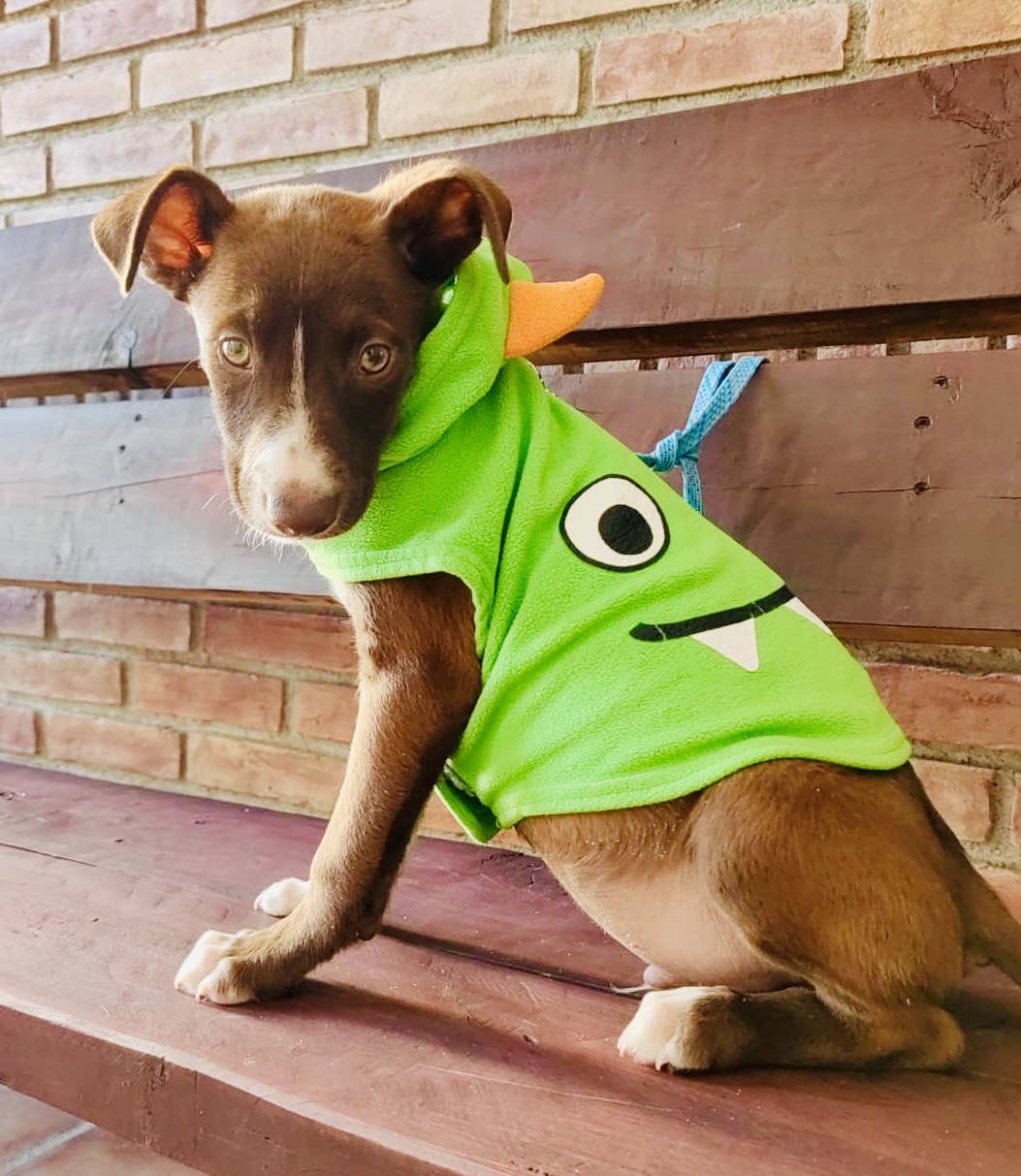 Dog for adoption - Brad, a Labrador Retriever Mix in Valley Stream, NY ...