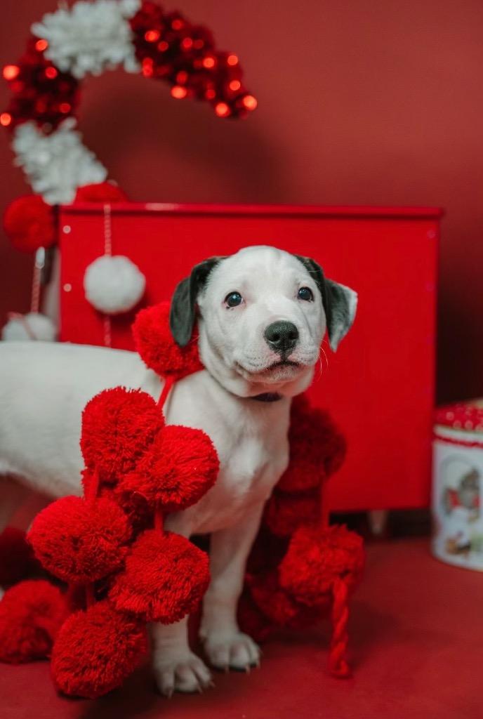 Dog for adoption - Lotty, a Mixed Breed in Farmington, UT | Petfinder