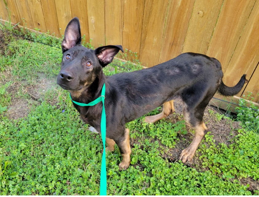 Dog for adoption - Maisie Cox, a German Shepherd Dog & Labrador ...