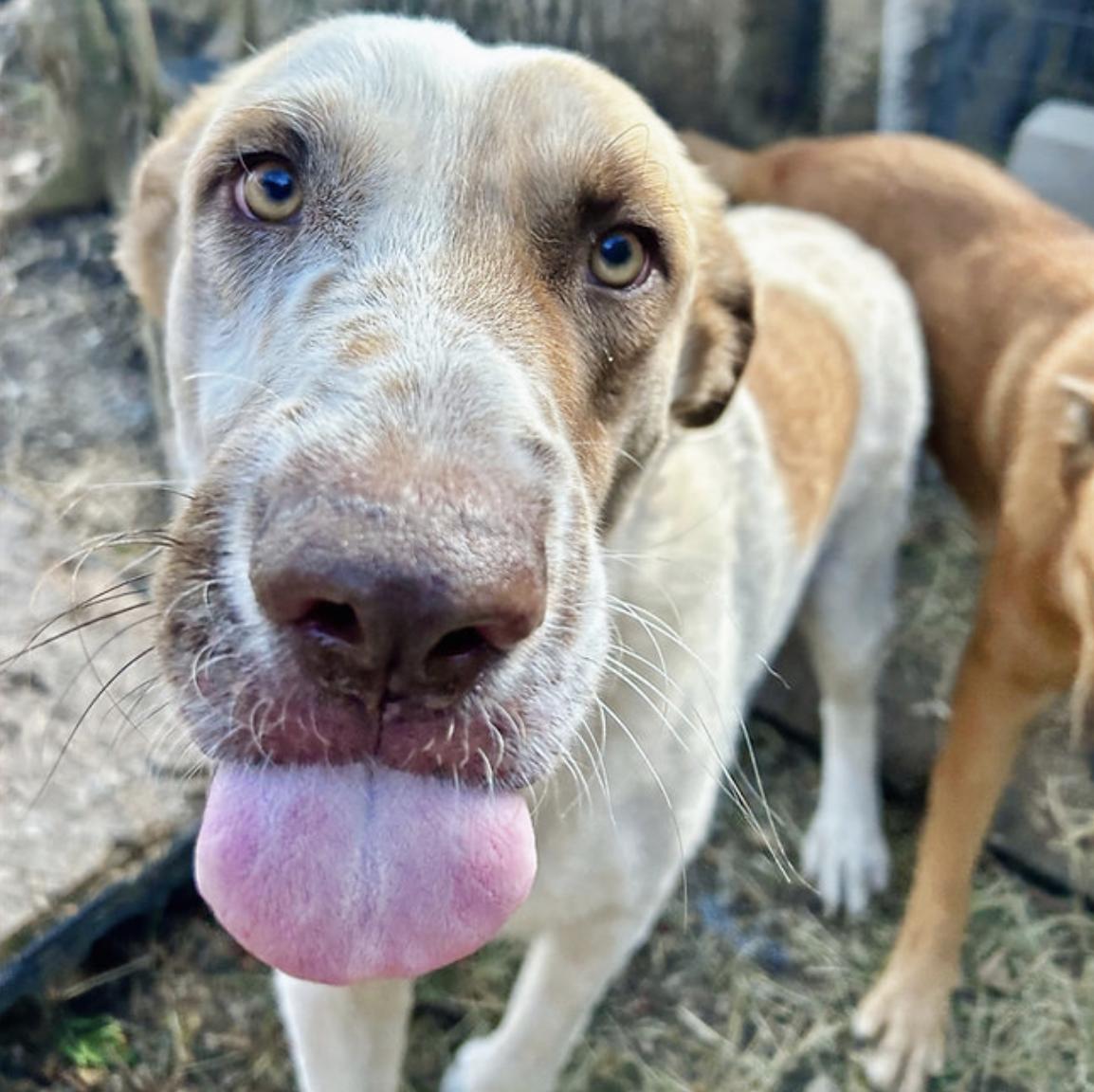 Dog for adoption - Banana, a Mixed Breed in Albany, NY | Petfinder