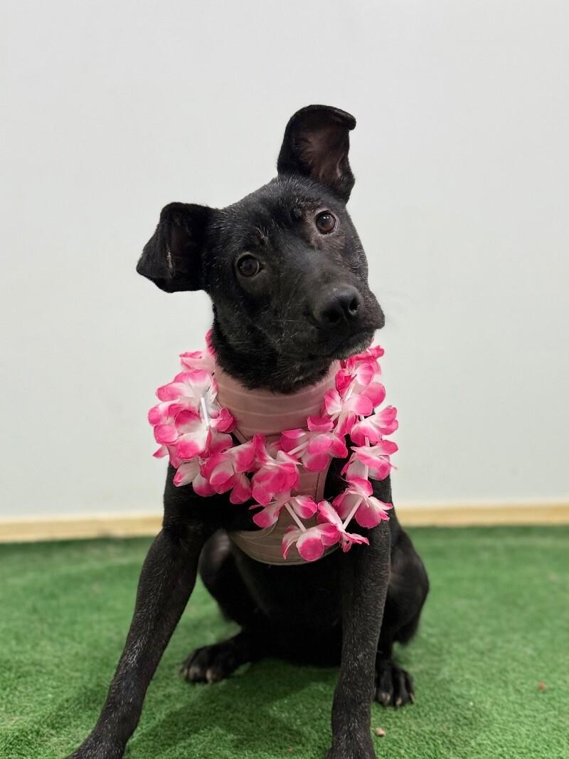 Dog for adoption - Sasha, a Labrador Retriever Mix in Aliso Viejo, CA ...