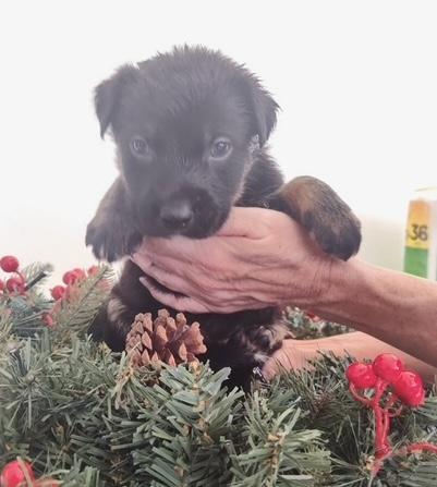 Dog for adoption - Hercules, a German Shepherd Dog & Siberian Husky Mix ...