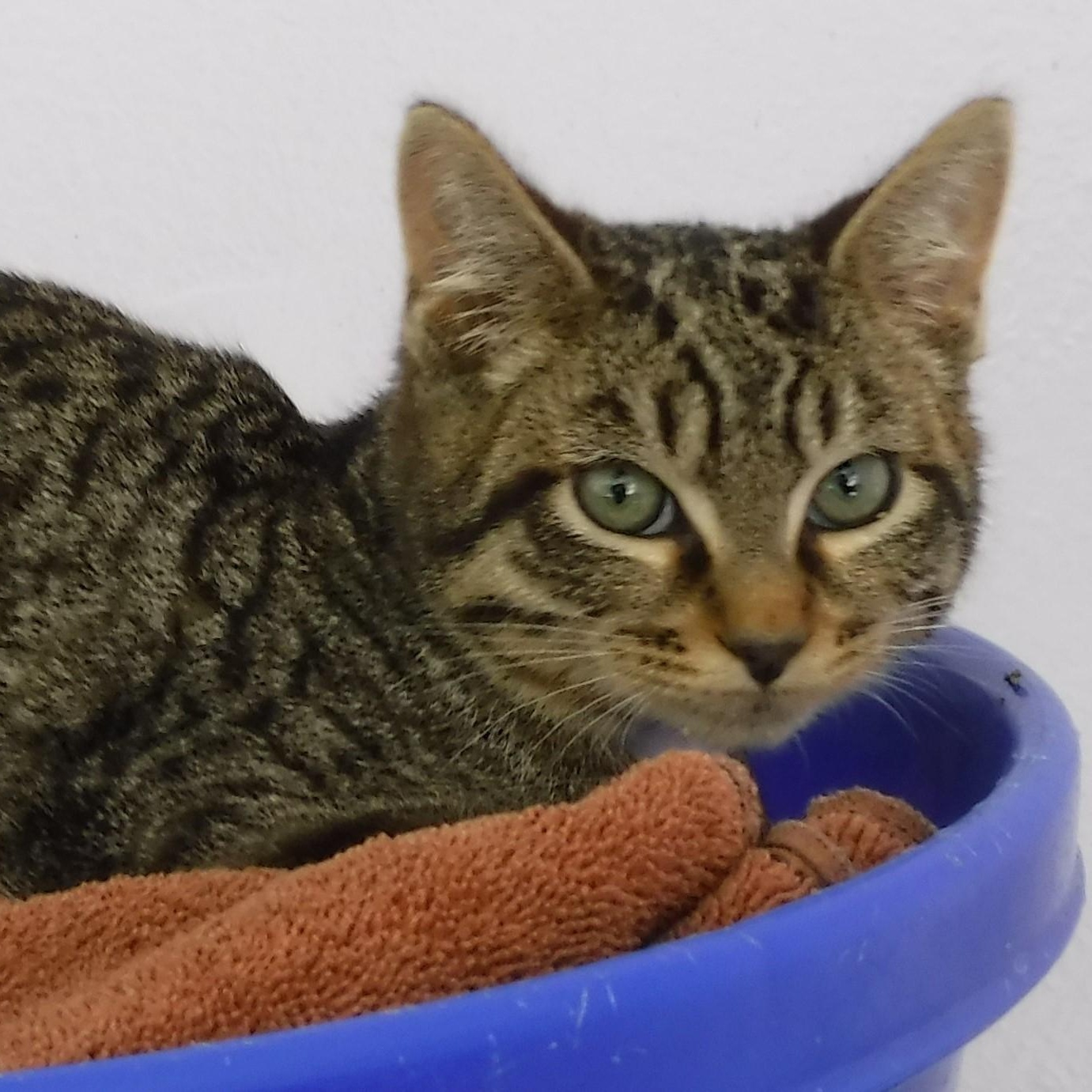 Cat for adoption - Nicholas - Friendly and Fun, a Tabby Mix in Hoquiam ...