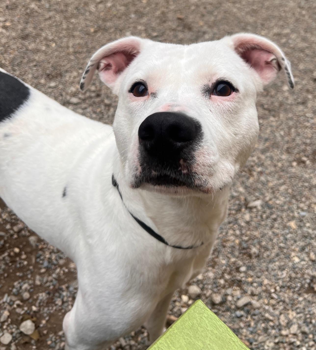 Dog for adoption - Amelia, an American Staffordshire Terrier & Shepherd Mix in Oak Park, MI ...