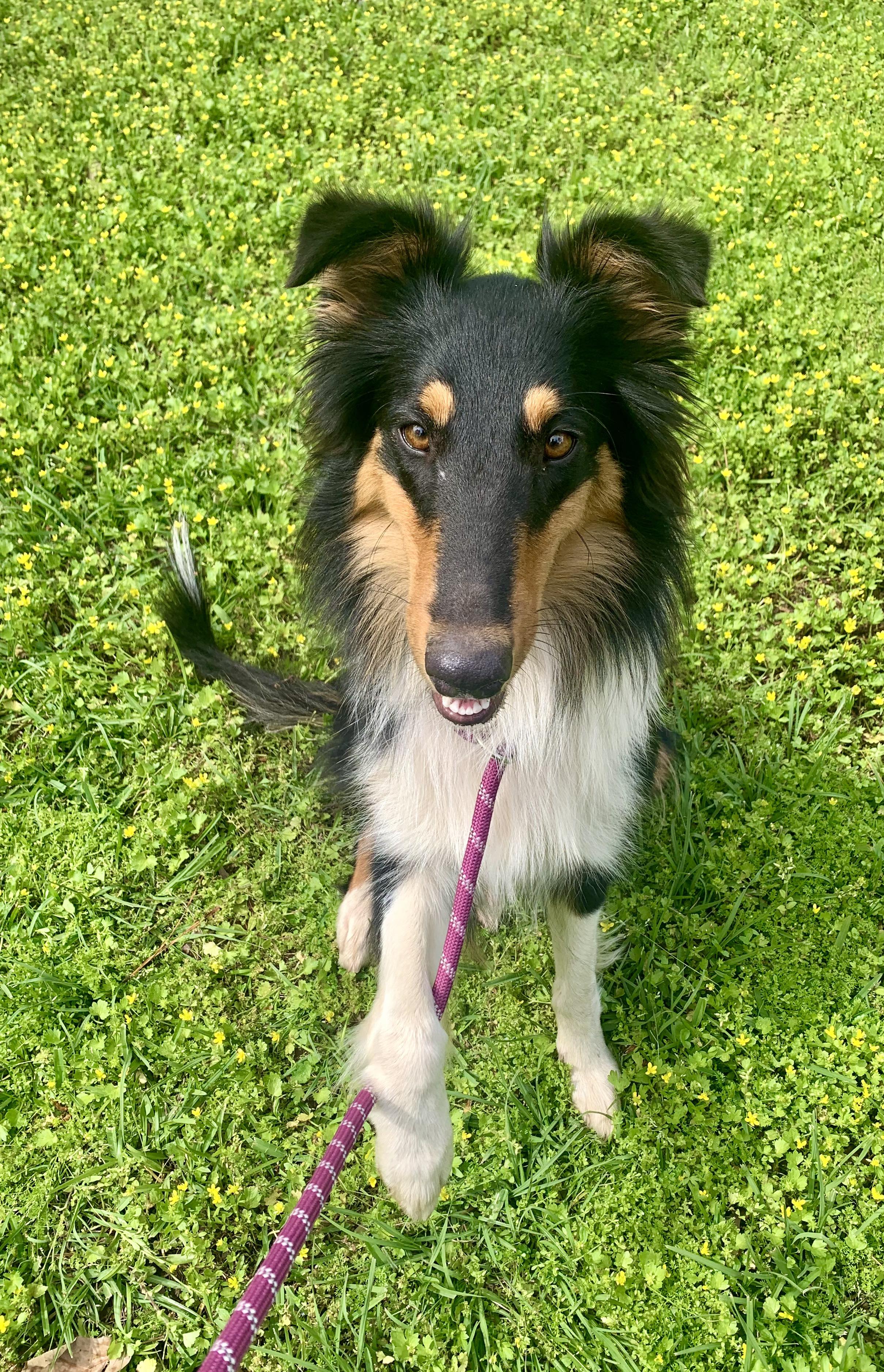 Dog for adoption - Lucy Belle, a Rough Collie in Glocester, RI | Petfinder