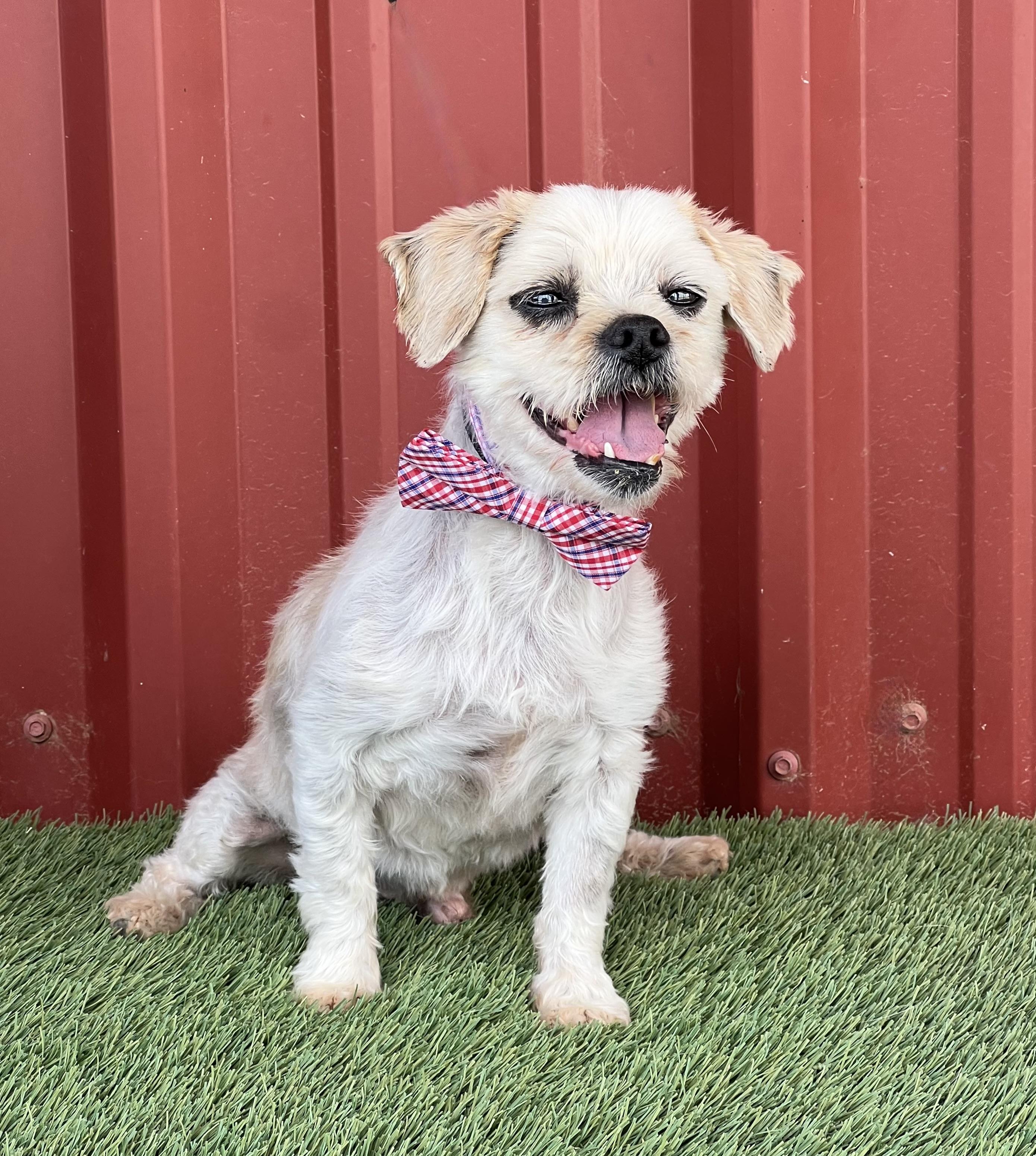 Dog for adoption - Derek, a Shih Tzu Mix in Spokane, WA | Petfinder