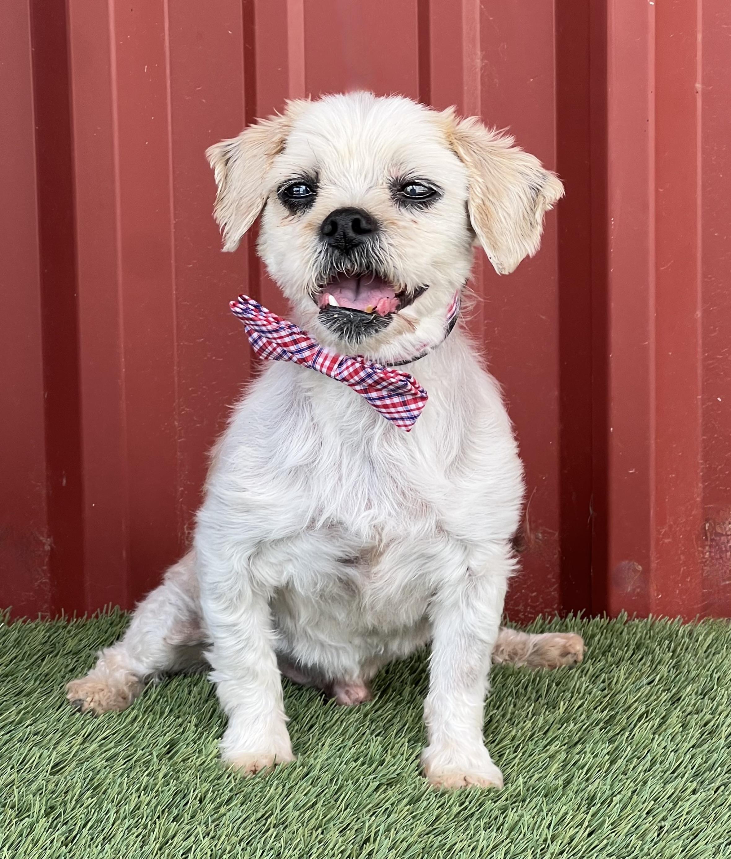 Dog for adoption - Derek, a Shih Tzu Mix in Spokane, WA | Petfinder