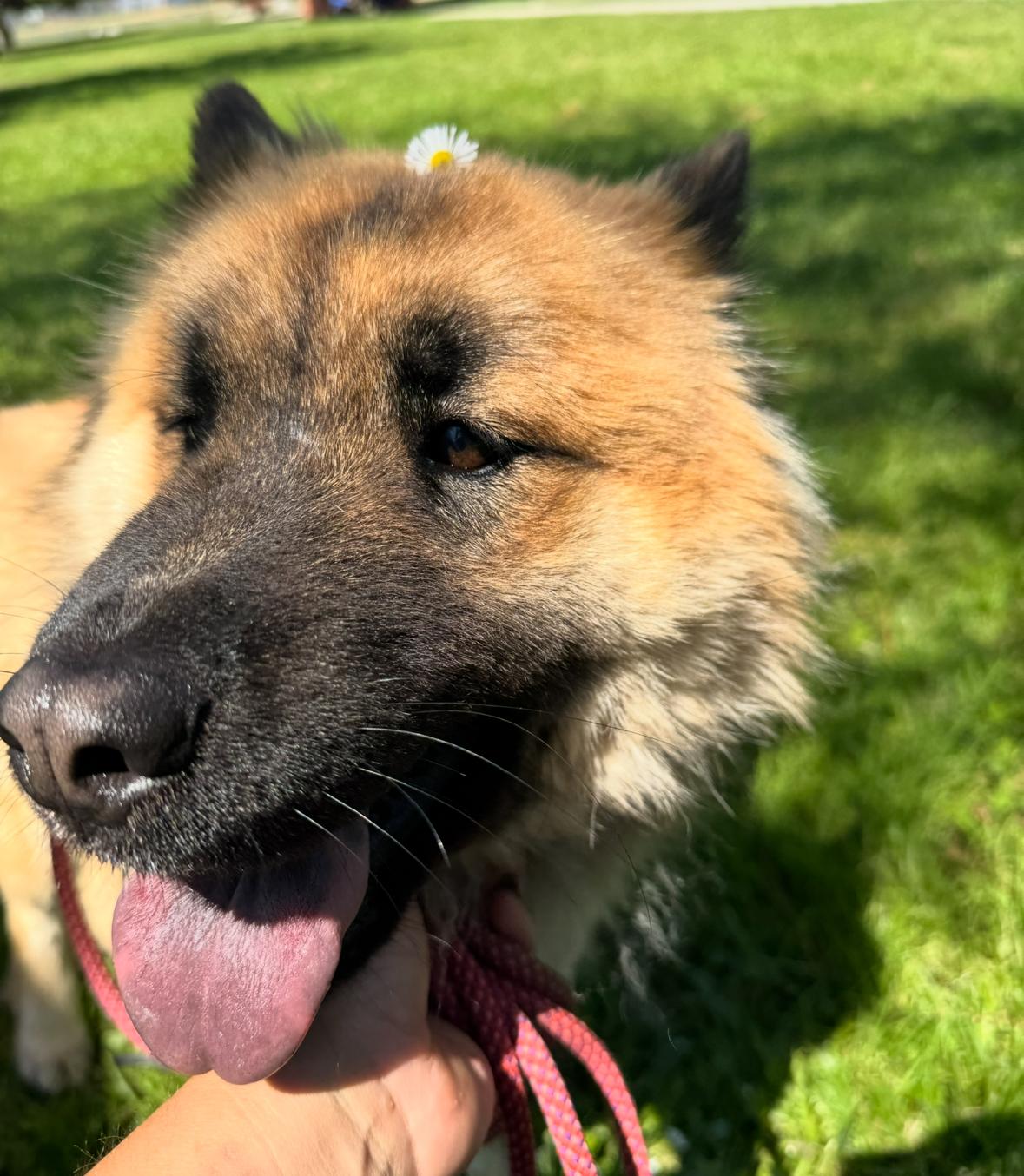 Dog for adoption - Lucy Loo, a Chow Chow Mix in Los Angeles, CA | Petfinder