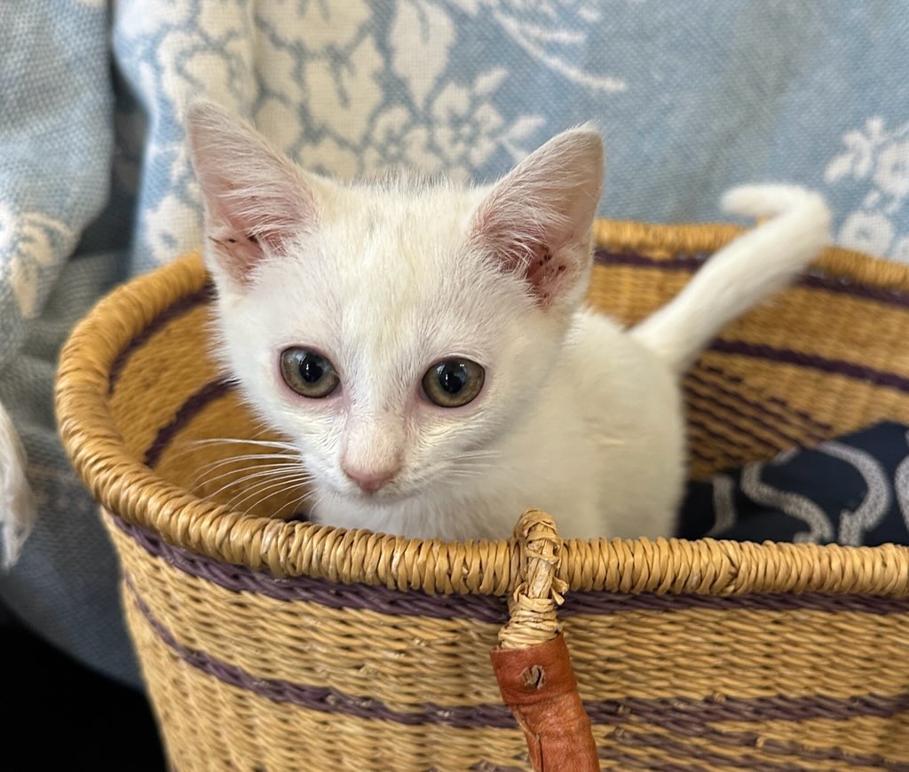 Cat for adoption - Bree, a Domestic Medium Hair in Colusa, CA | Petfinder