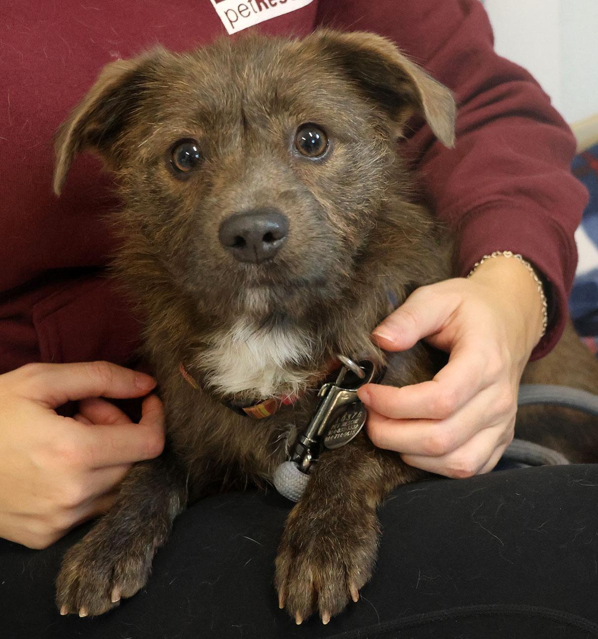 Dog for adoption - Cassidy, a Terrier Mix in Harrison, NY | Petfinder