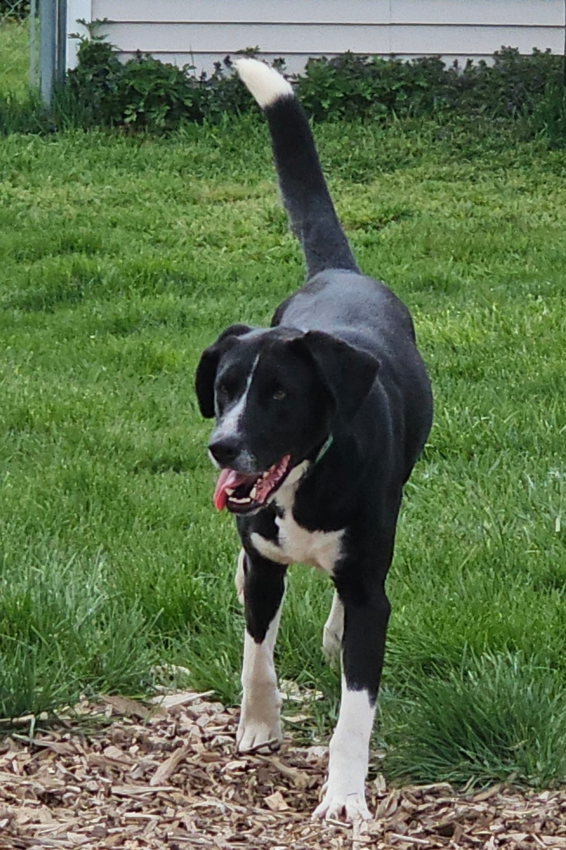 Dog for adoption - Zion, a Mountain Cur & Border Collie Mix in ...