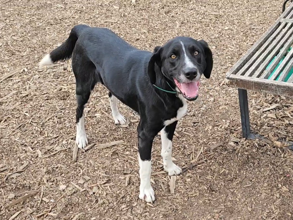 Dog for adoption - Zion, a Mountain Cur & Border Collie Mix in ...