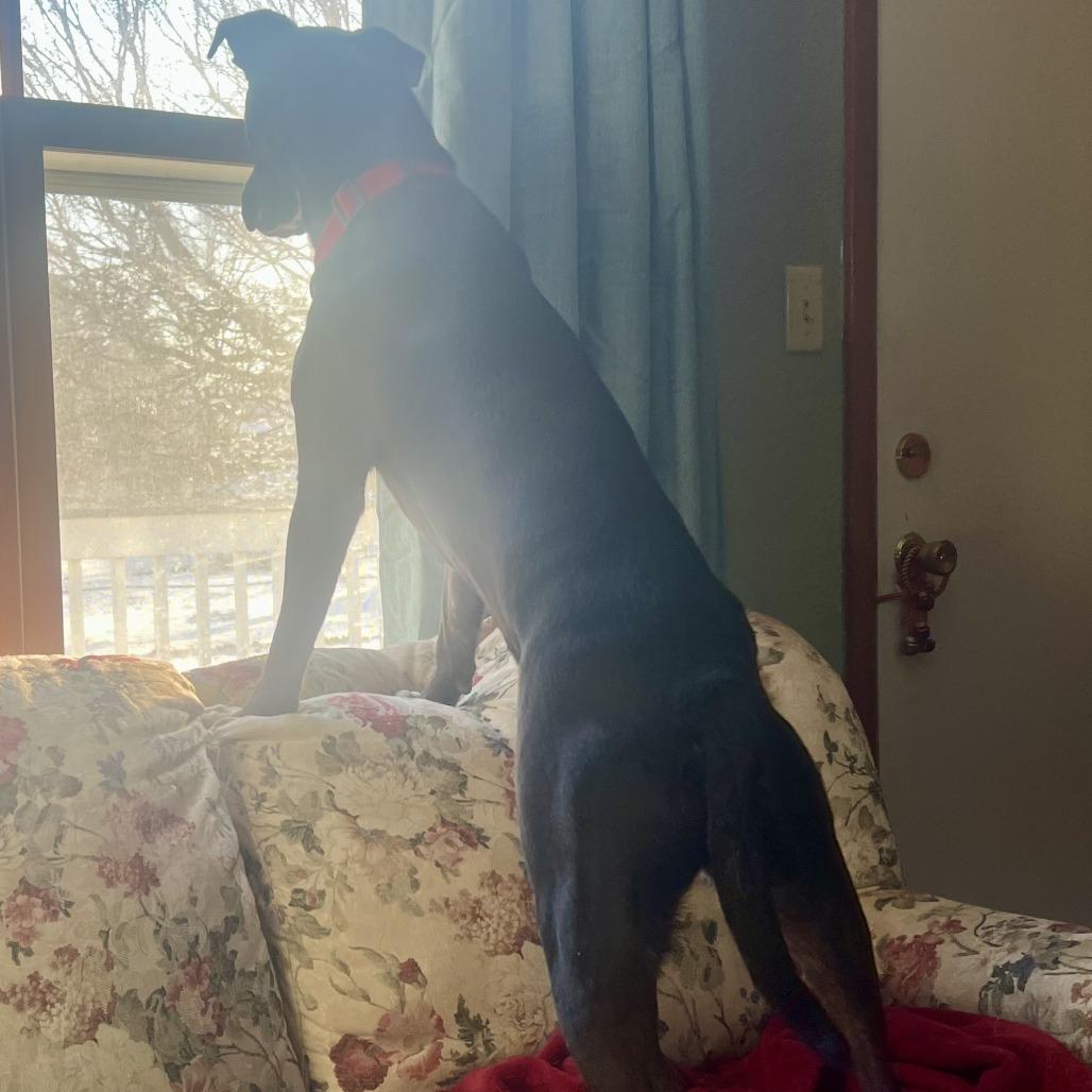 Cruz - Adoptable Pet | Petfinder | Petfinder