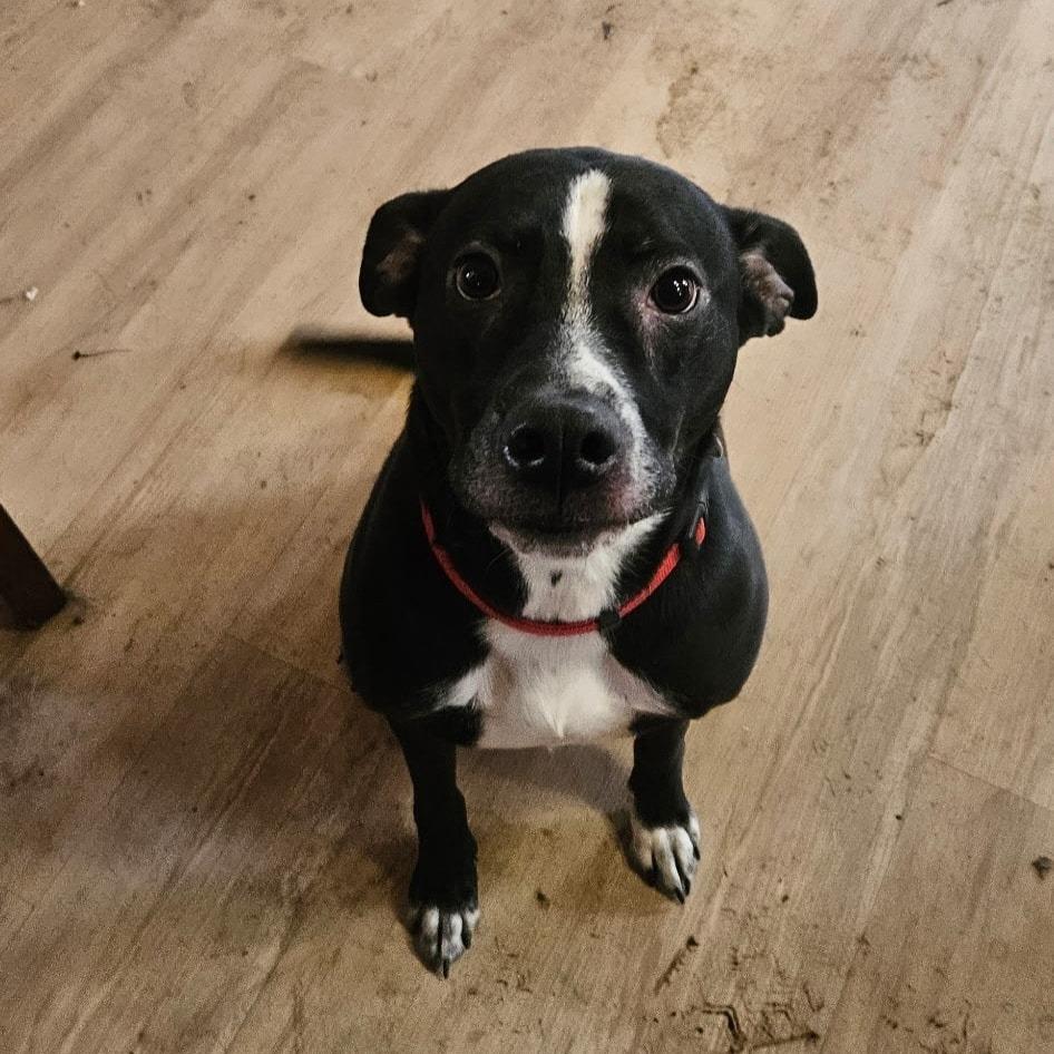 Cruz - Adoptable Pet | Petfinder | Petfinder