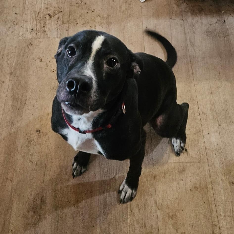 Cruz - Adoptable Pet | Petfinder | Petfinder