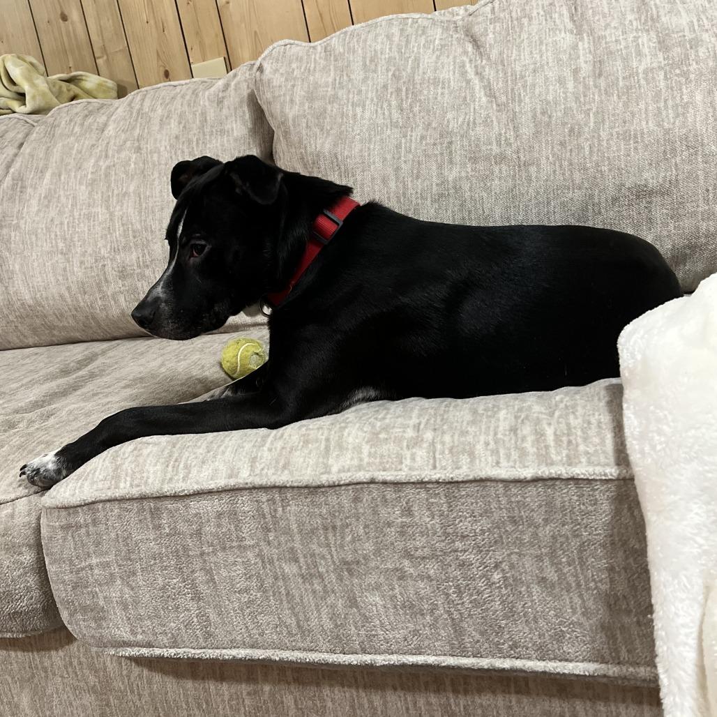 Cruz - Adoptable Pet | Petfinder | Petfinder