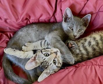 Cat for adoption - Monty & Chapman, a Domestic Short Hair & Tabby Mix ...
