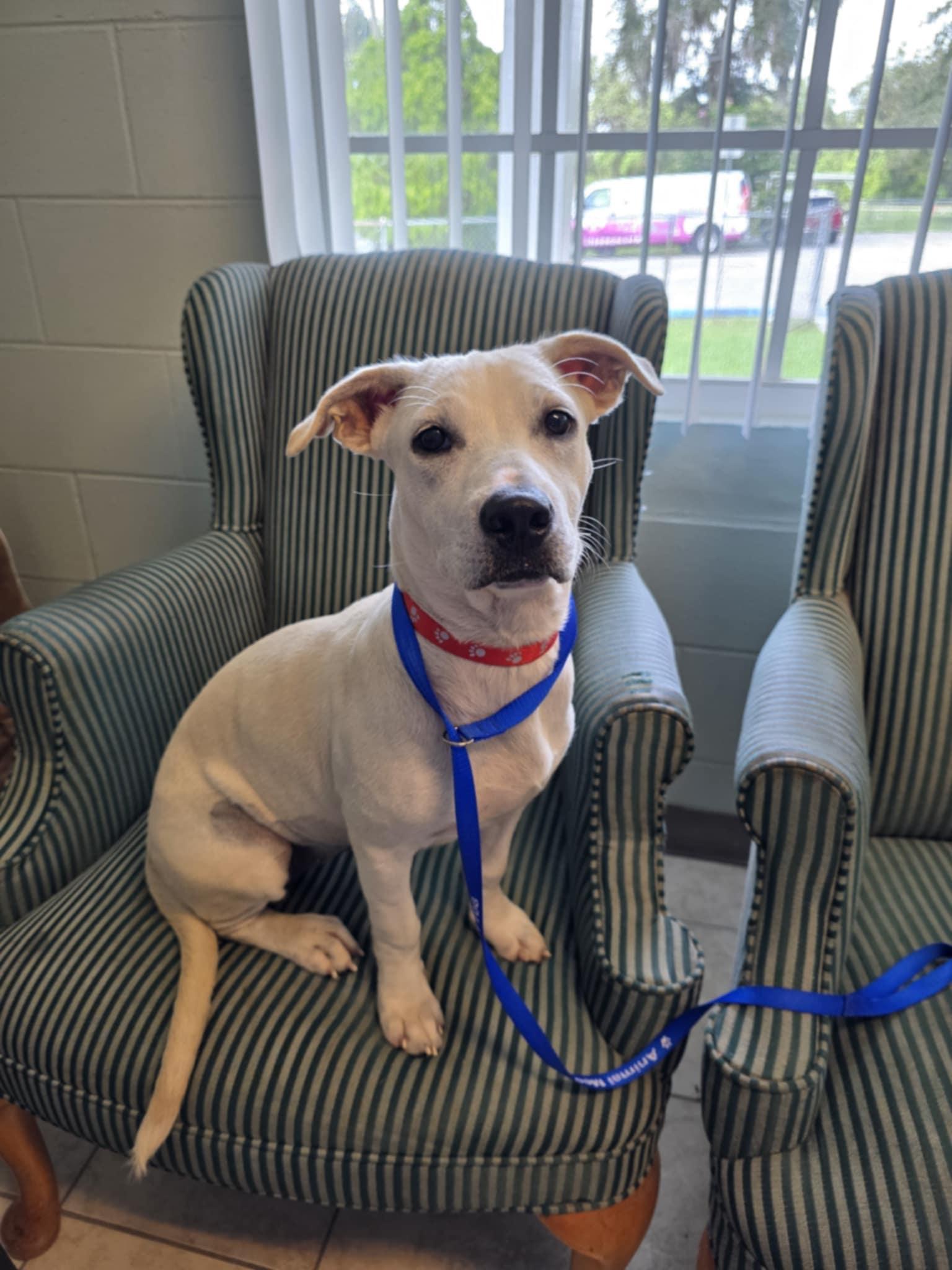 Dog for adoption - Sissy *In Training*, a Mixed Breed in Umatilla, FL | Petfinder