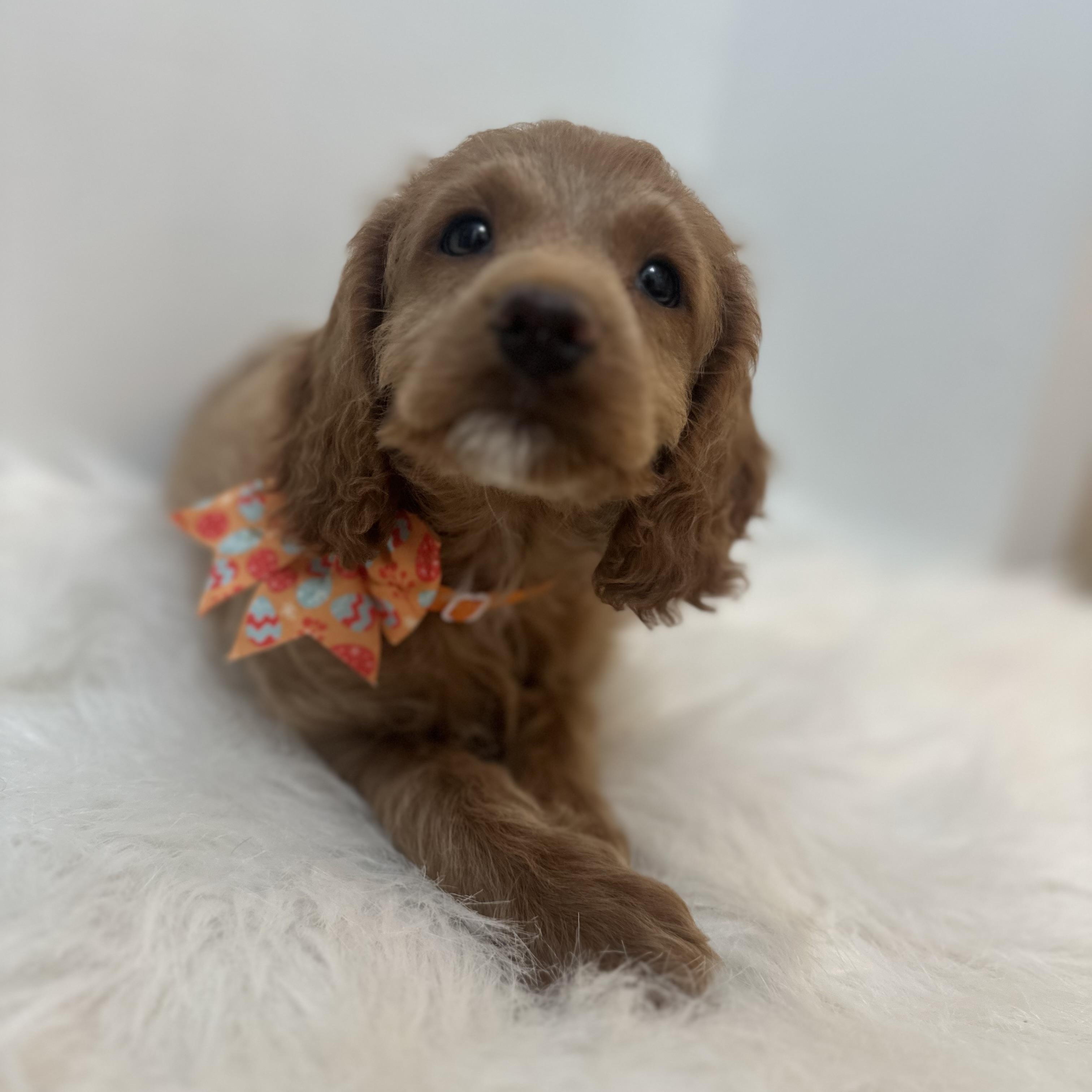 Dog for adoption - Kattie, a Cockapoo in Wrightstown, NJ | Petfinder