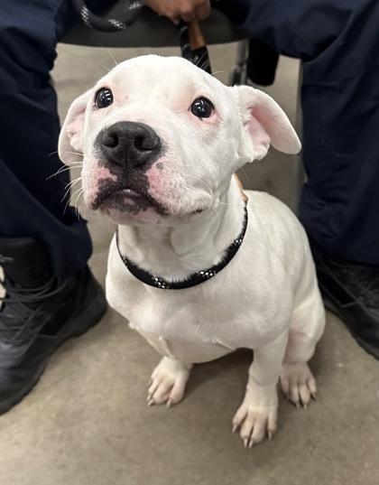 Dog for adoption - Sprout, a Pit Bull Terrier Mix in Cleveland, OH ...