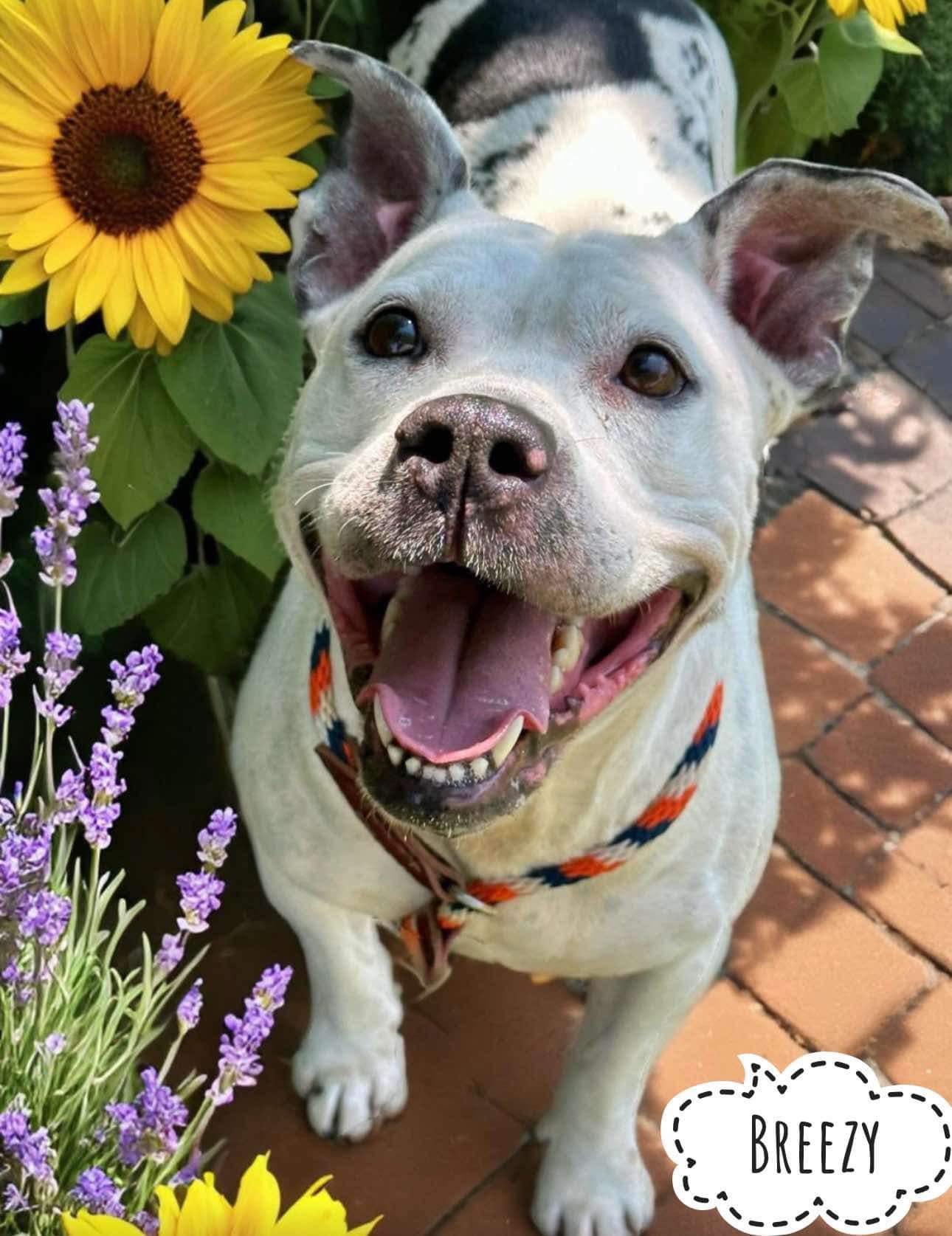 Dog for adoption - Breezy, a Mixed Breed in Flint, MI | Petfinder