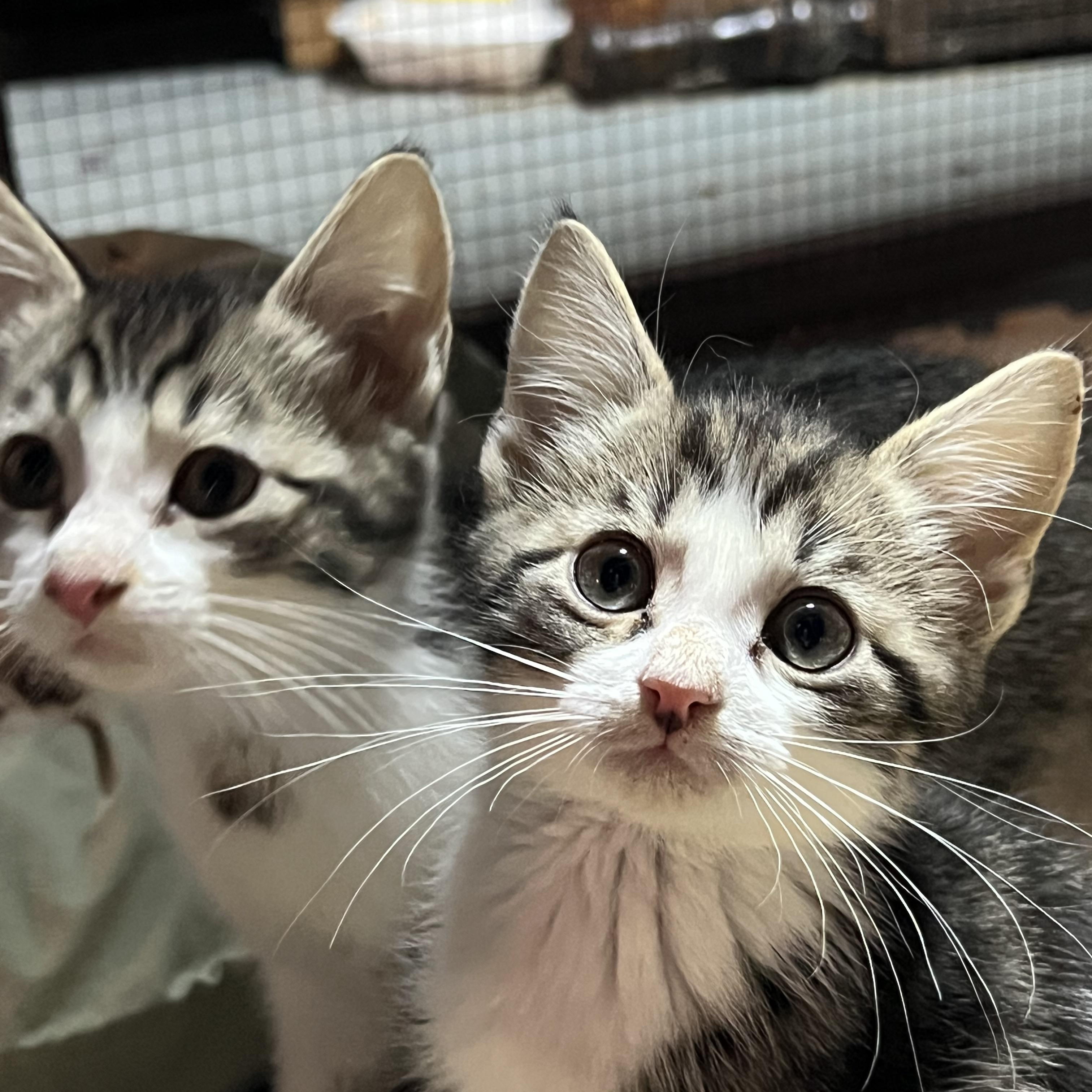 Cat for adoption - Calista- your adorable shoulder cat, a Domestic ...