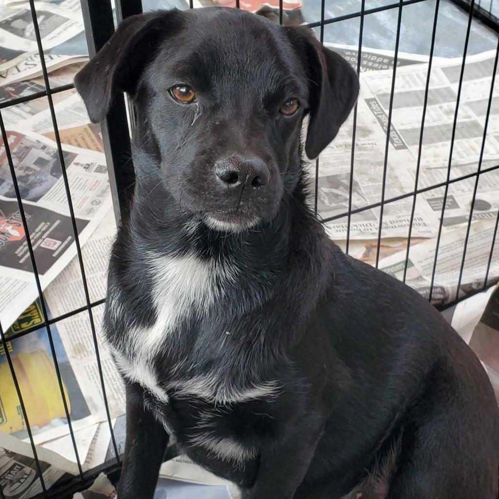 Dog for adoption - Howard FJ, a Terrier & Pug Mix in Hoffman Estates ...