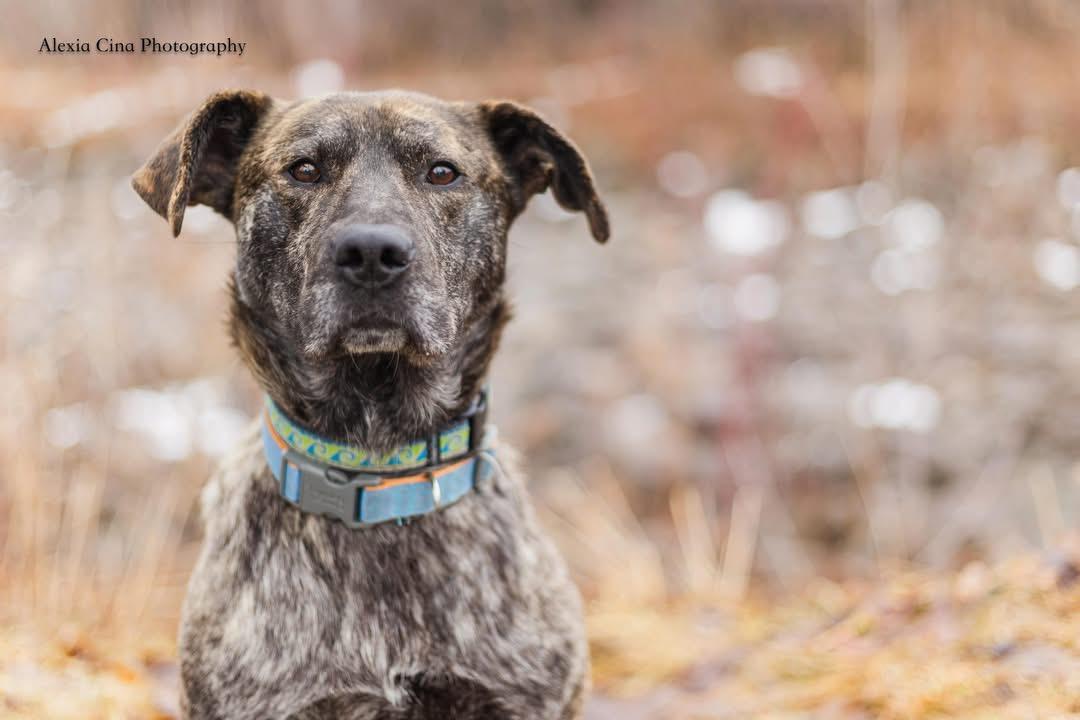 Dog for adoption - Hayes, a Labrador Retriever Mix in Drumbo, ON ...