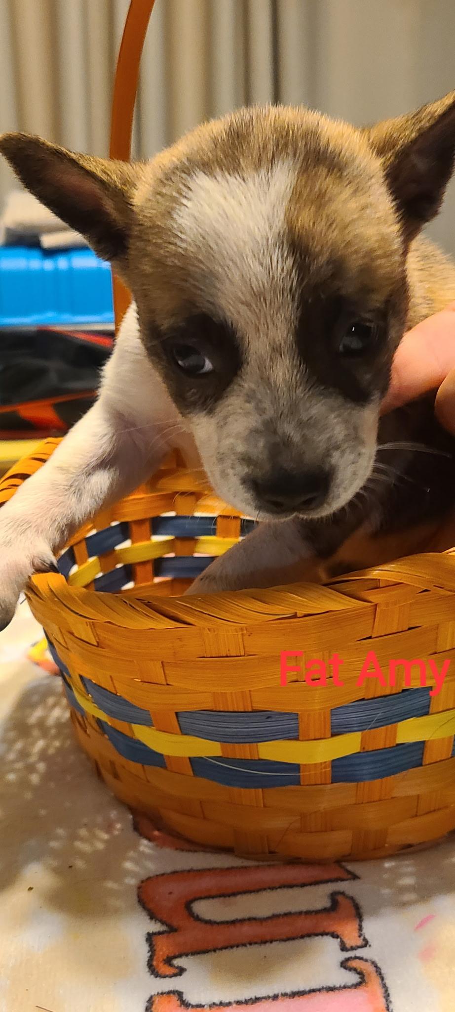 Dog for adoption - Fat Amy, a Siberian Husky Mix in Palm Coast, FL ...