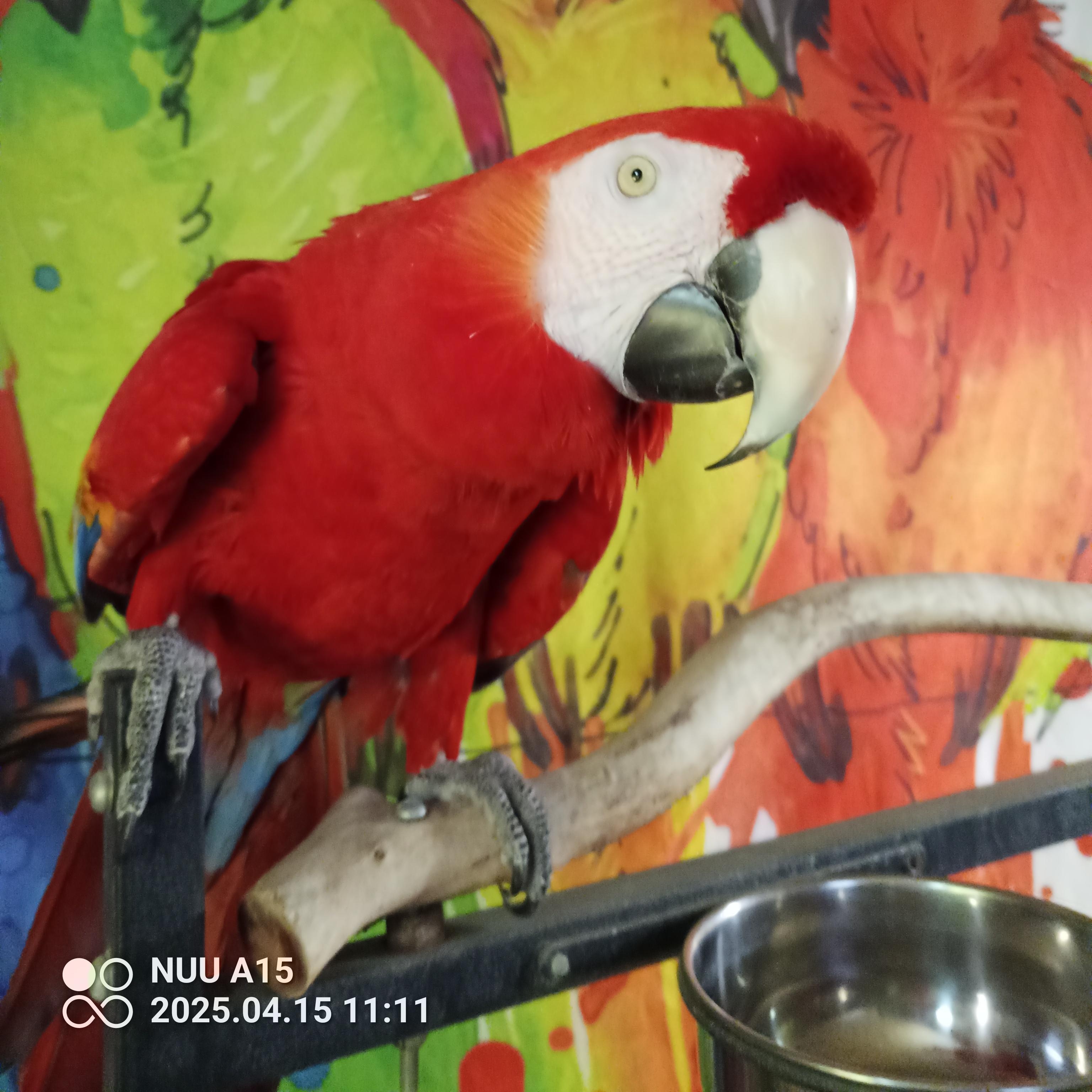 Parrot for adoption - Jeux, a Macaw in Modesto, CA | Petfinder